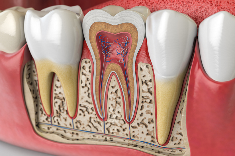 Cati dinti avem: numarul de dinti la copii si adulti | Reginamaria.ro