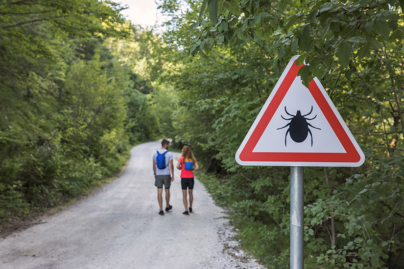 Boala Lyme (Borelioza): Ghid complet | Reginamaria.ro