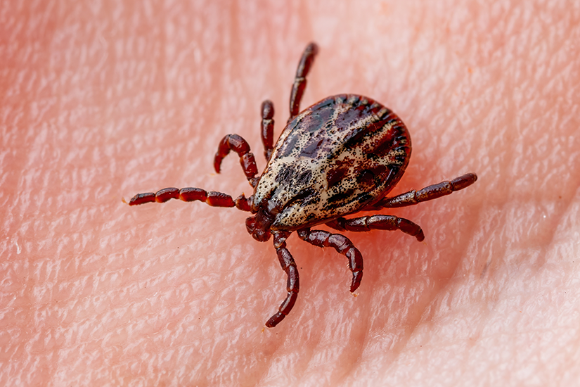 Boala Lyme (Borelioza): Ghid complet | Reginamaria.ro