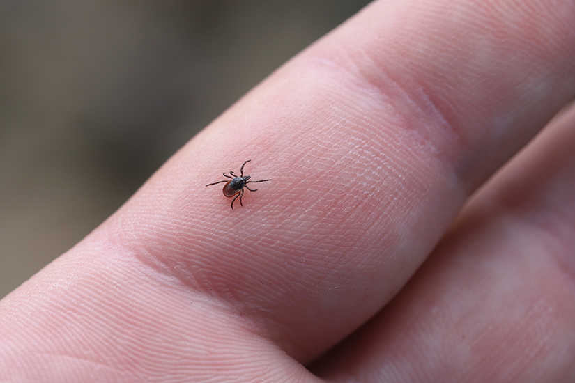Totul despre muscatura de capusa: cum se manifesta, ce trebuie sa faci ...