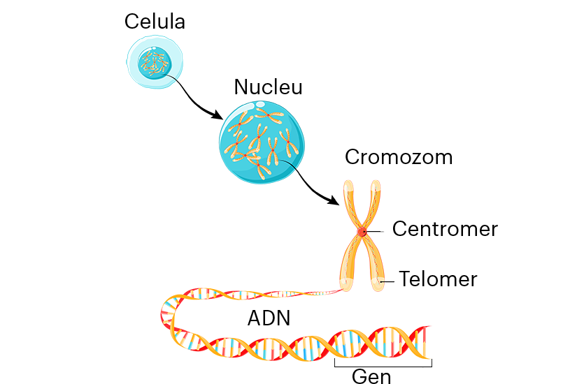 Ce este ADN-ul? | Reginamaria.ro